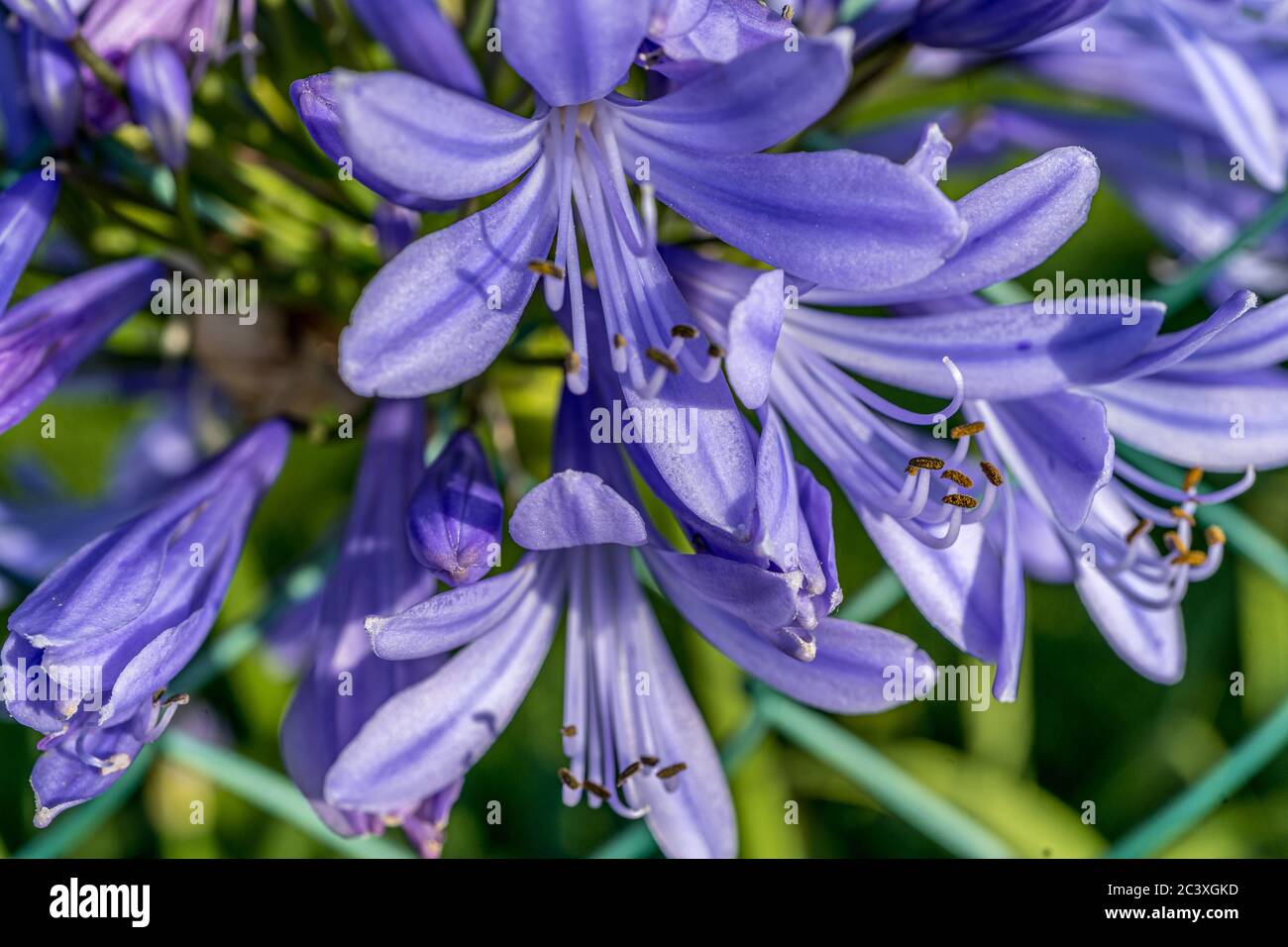 Allium polyanthum onions hi-res stock photography and images - Alamy