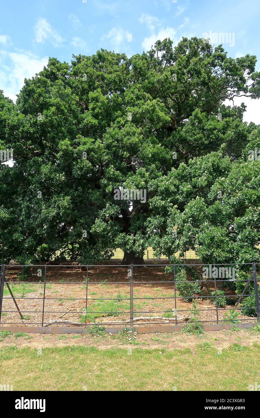 The great Charter Oak Tree in Danson Park near Bexley Stock Photo - Alamy