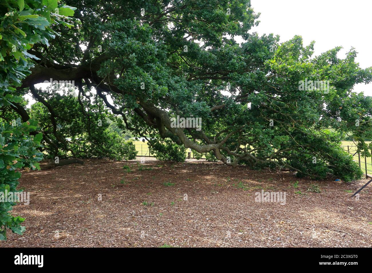 A view of the great Charter Oak tree in Danson Park Stock Photo - Alamy