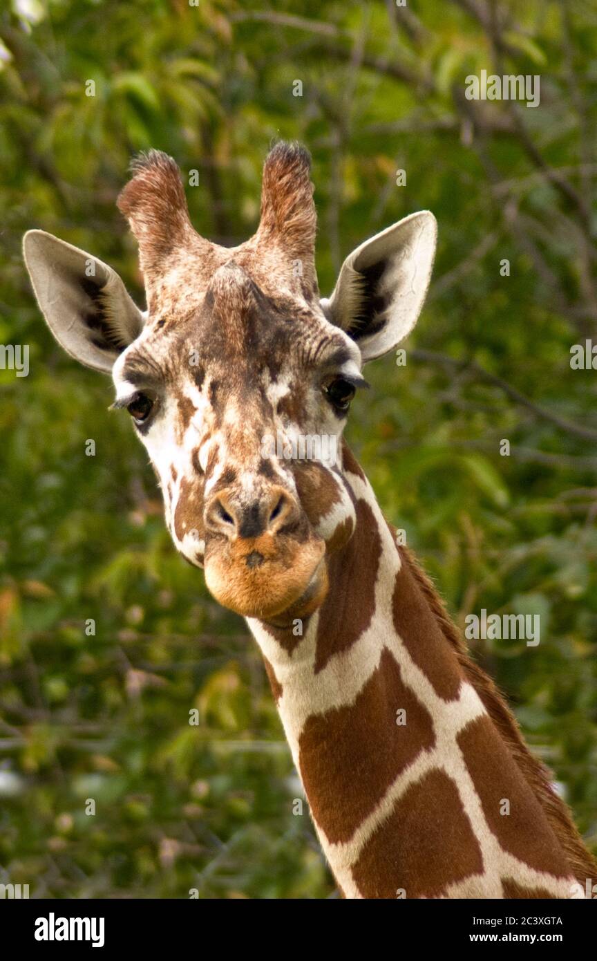 Front face of giraffe Stock Photo - Alamy