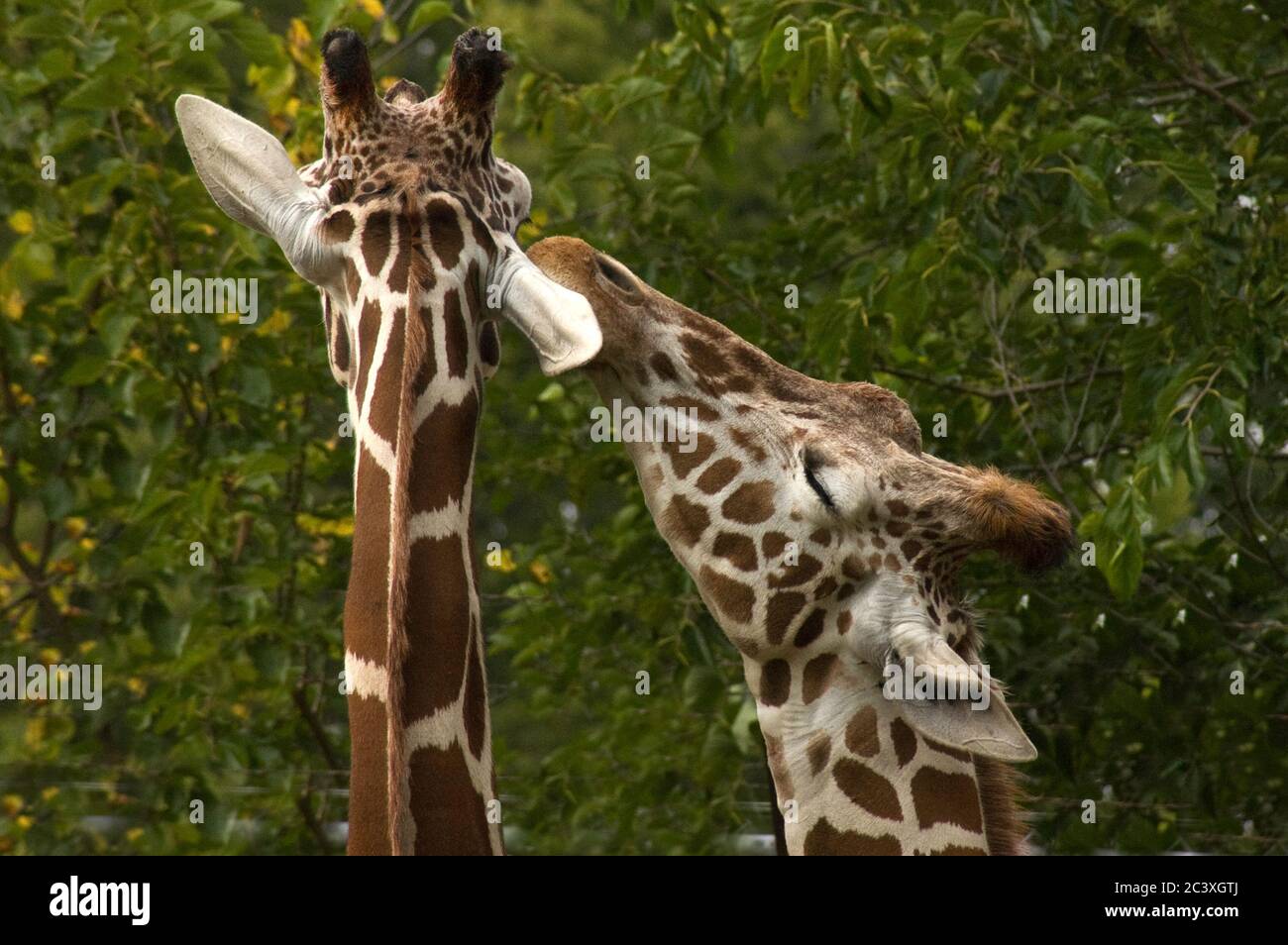 Kissing animals hi-res stock photography and images - Alamy