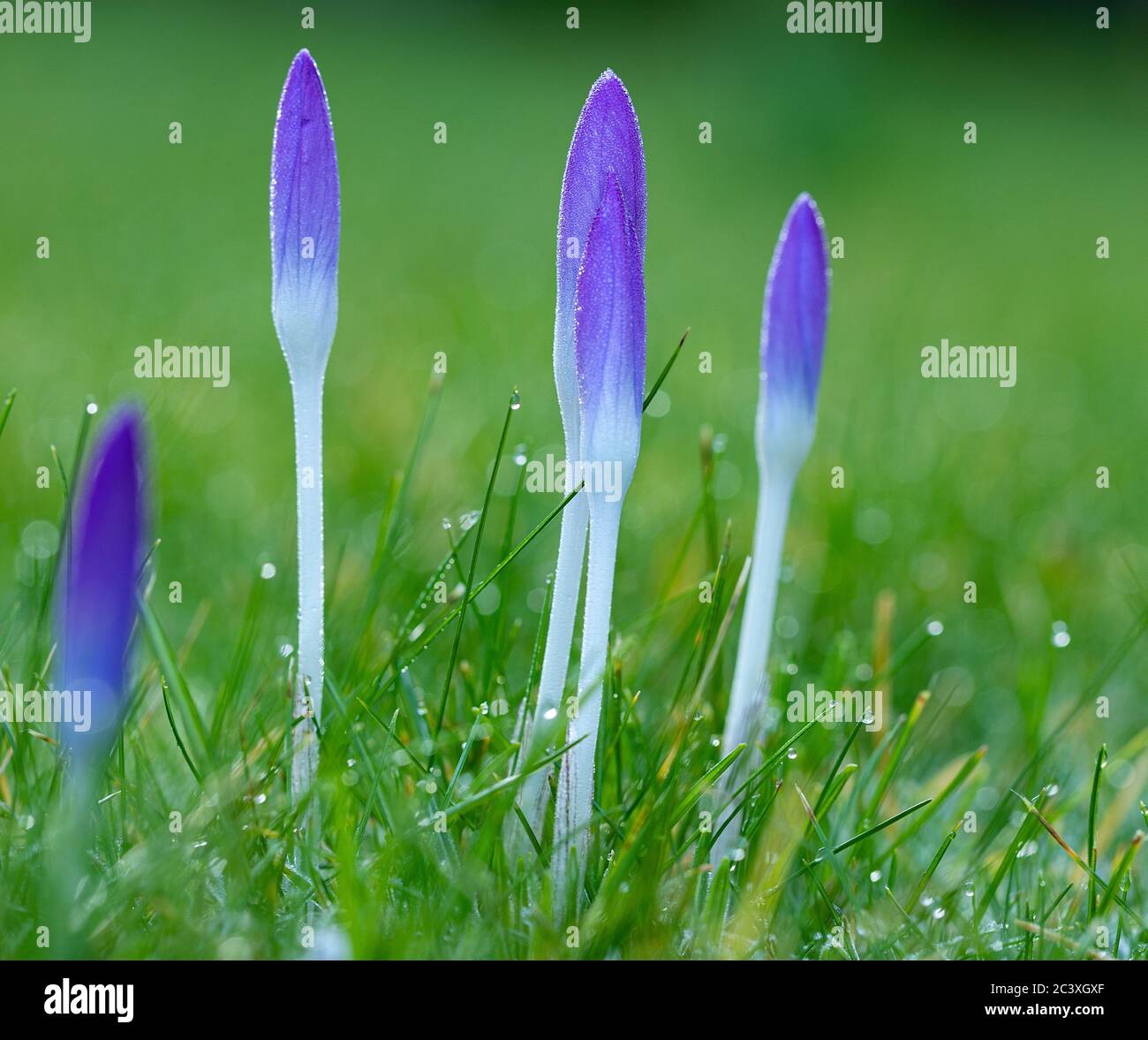 Dewy morning garden hi-res stock photography and images - Alamy