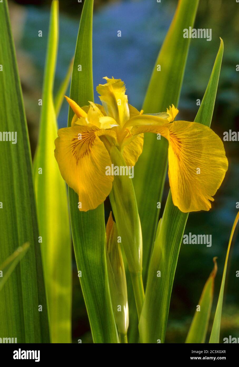 Prominent yellow iris hi-res stock photography and images - Alamy
