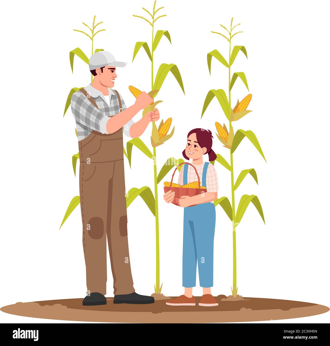 Collecting corn crop semi flat RGB color vector illustration Stock ...