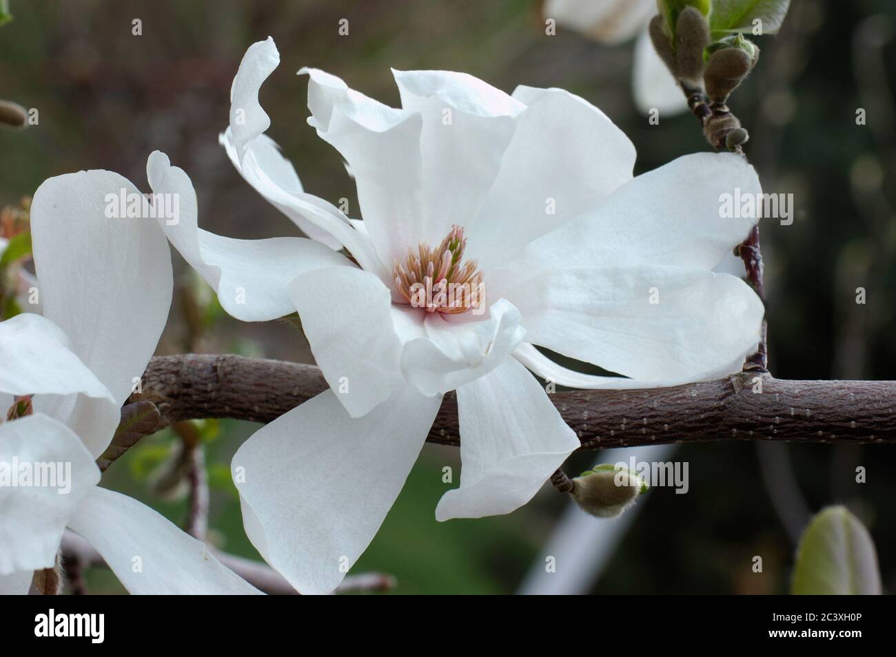 Prominent flower hi-res stock photography and images - Alamy