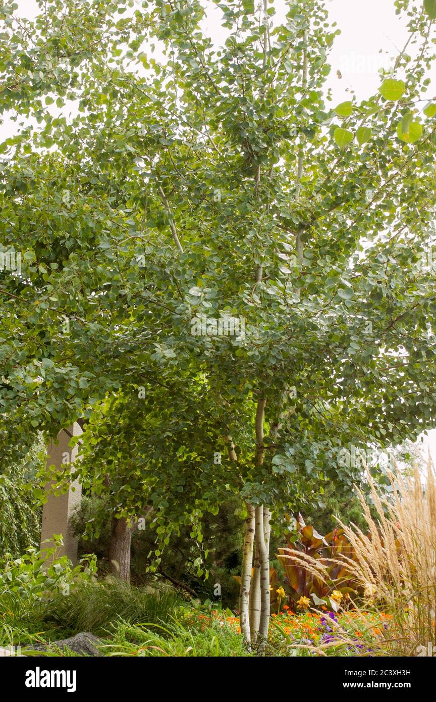 Aspen tree, Populus tremuloides Stock Photo - Alamy