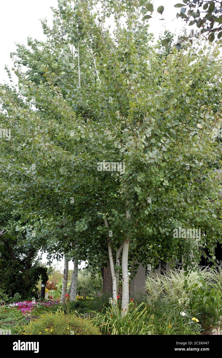 Aspen tree, Populus tremuloides Stock Photo - Alamy