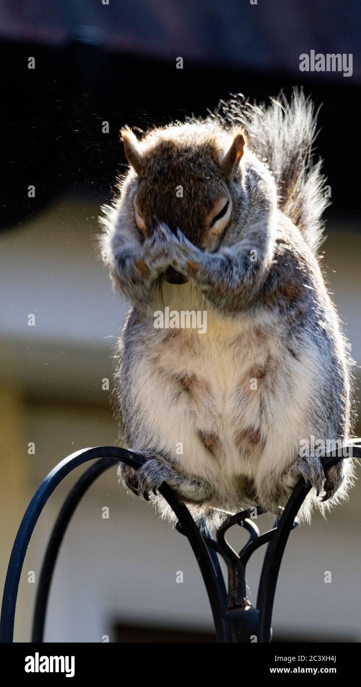 Praying squirrel mummy balancing on the bird feeder Stock Photo - Alamy