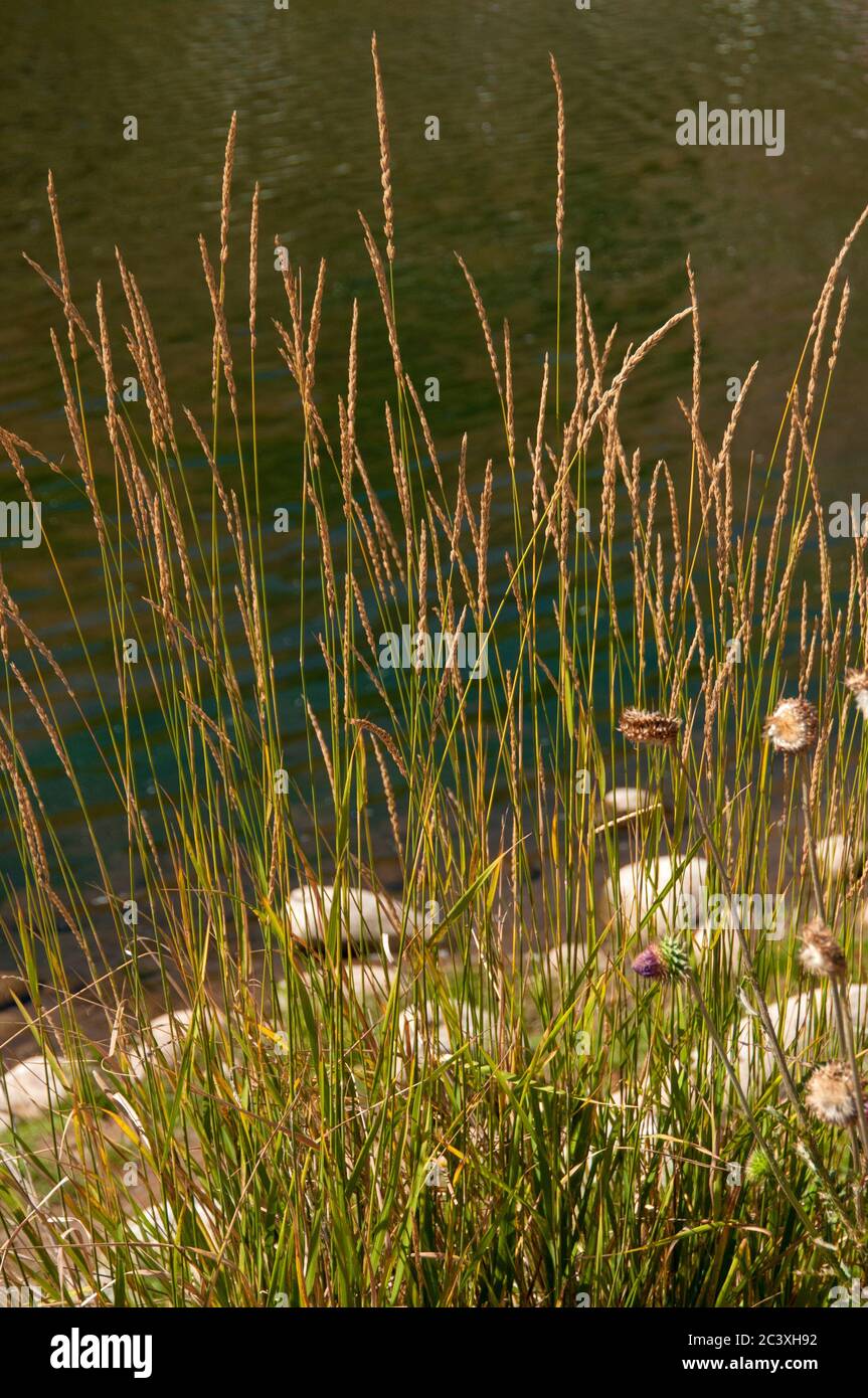 Pebbles in stream hi-res stock photography and images - Alamy