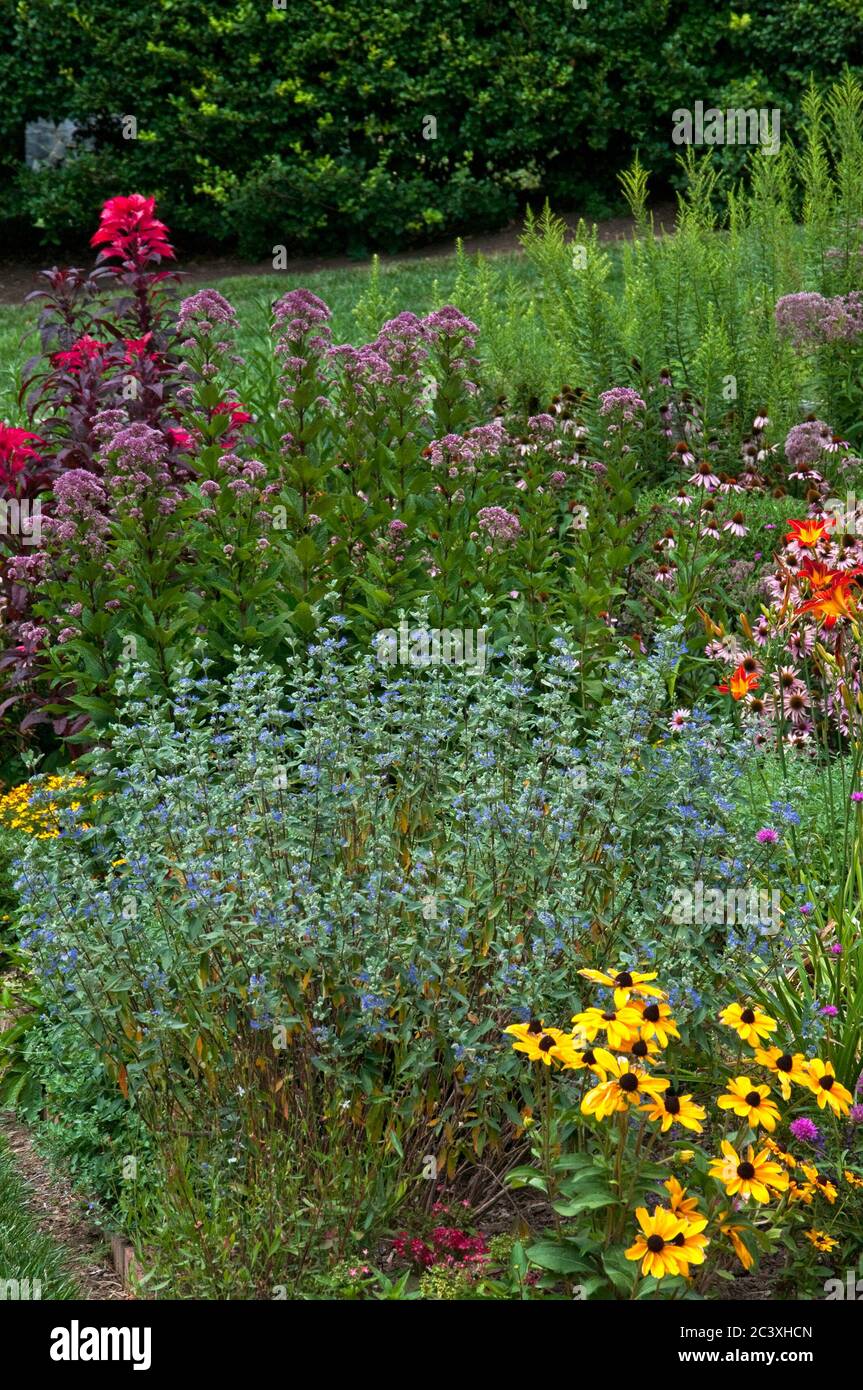 Caryopteris hi-res stock photography and images - Alamy