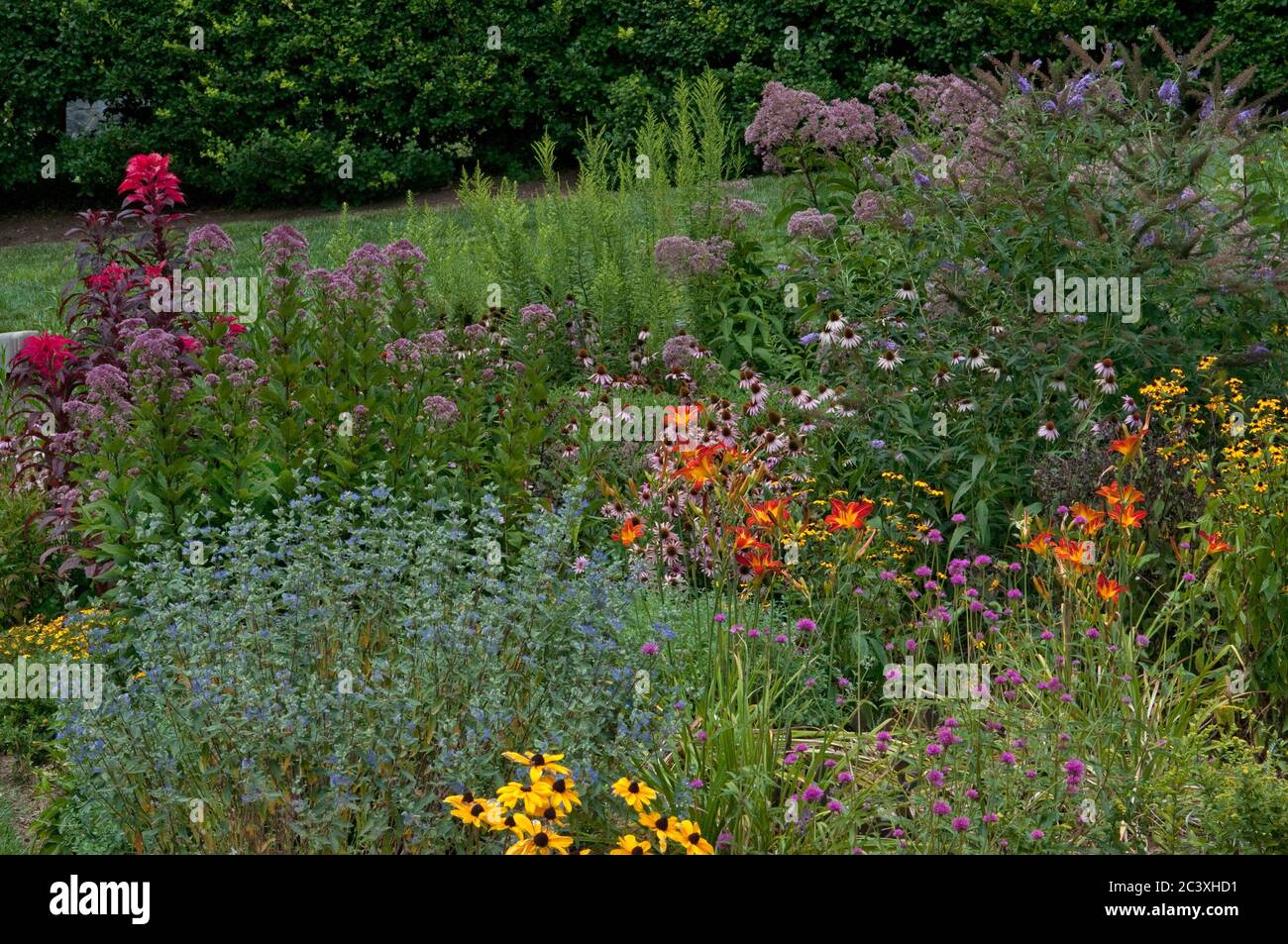 Caryopteris hi-res stock photography and images - Alamy
