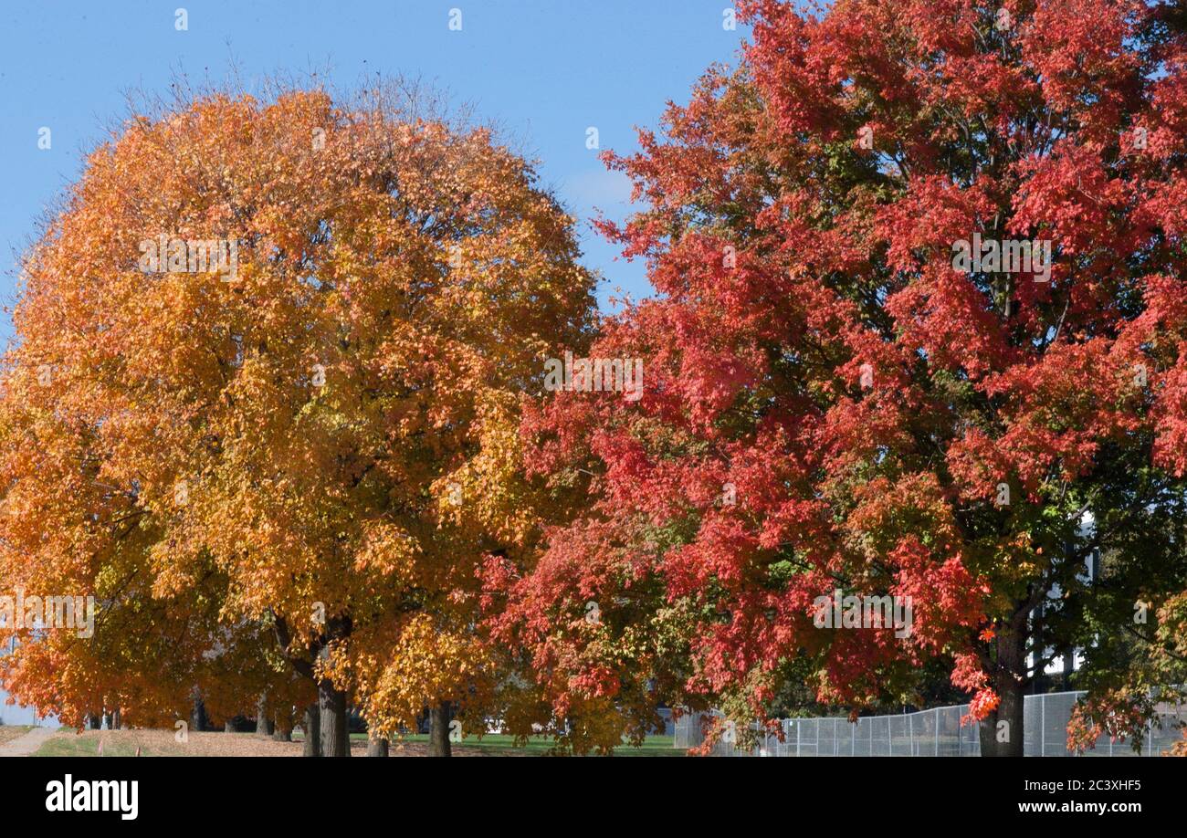 Various stages of fall color on maple trees Stock Photo - Alamy