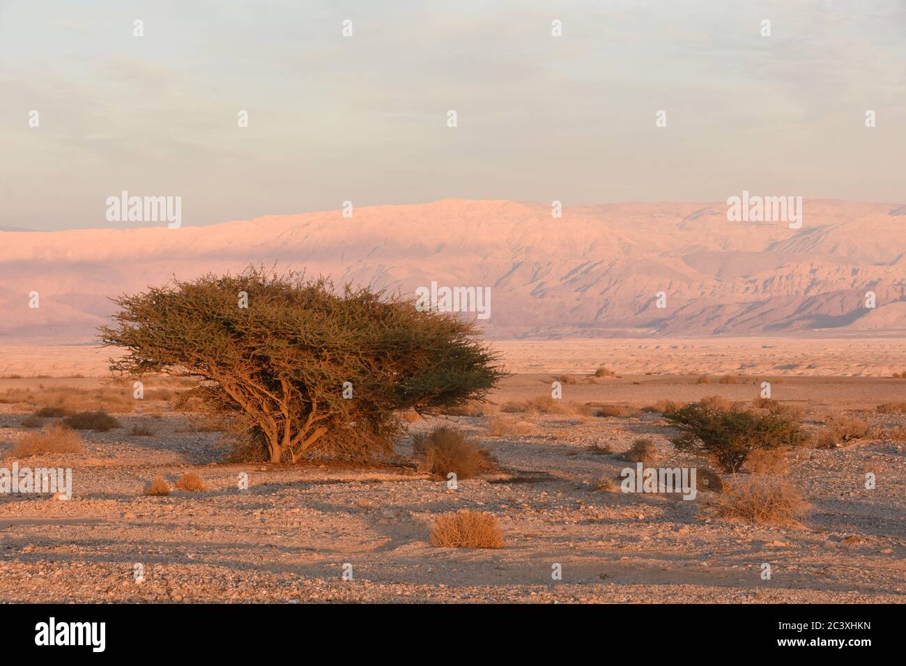 Acacia tree in the desert Stock Photo - Alamy
