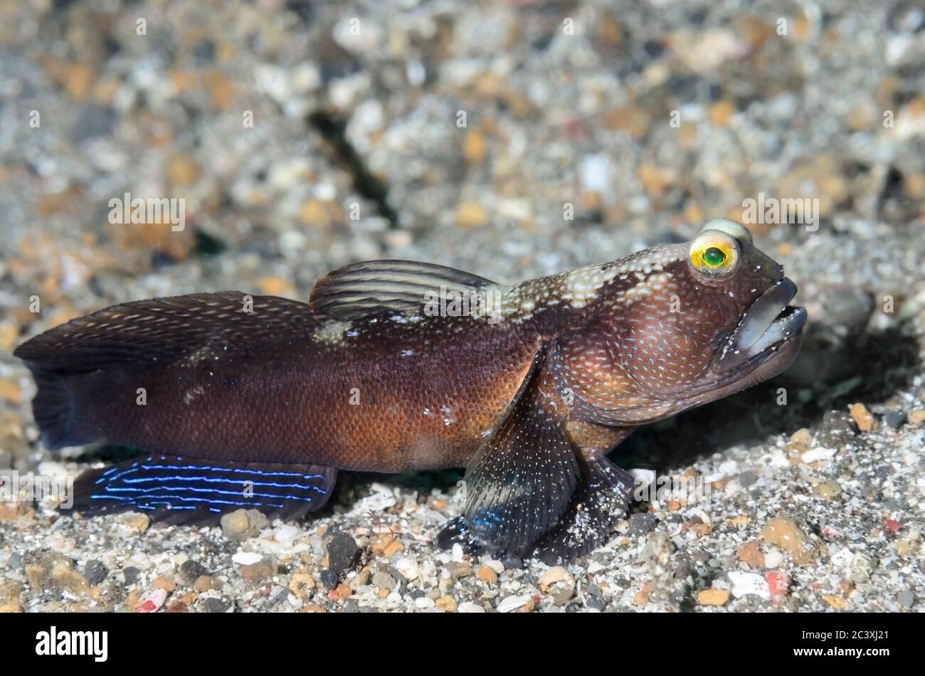 Barred shrimpgoby, Cryptocentrus fasciatus, Lembeh Strait, North ...