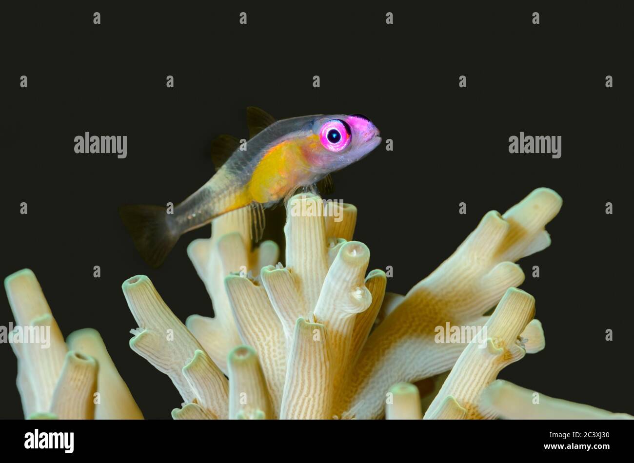 Natans hi-res stock photography and images - Alamy