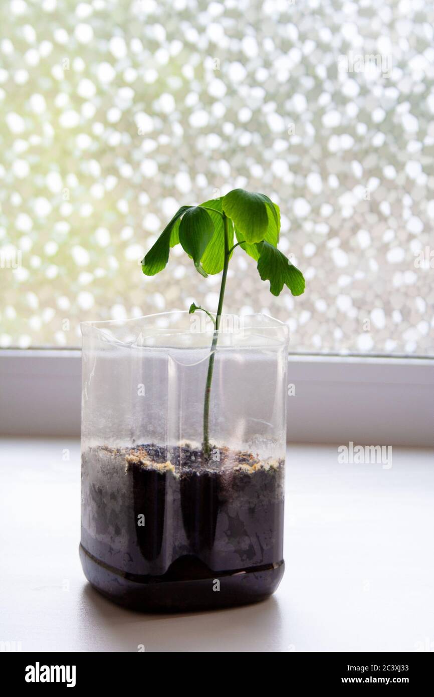 Potted ginkgo tree in transparent plastic container near window Stock ...