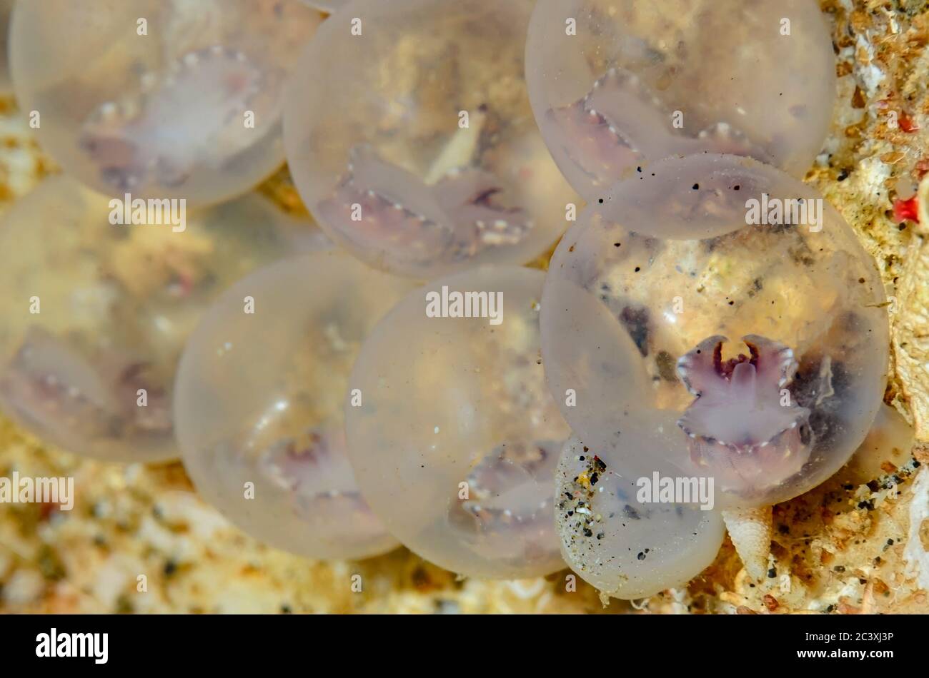 Cuttlefish Eggs Hatching