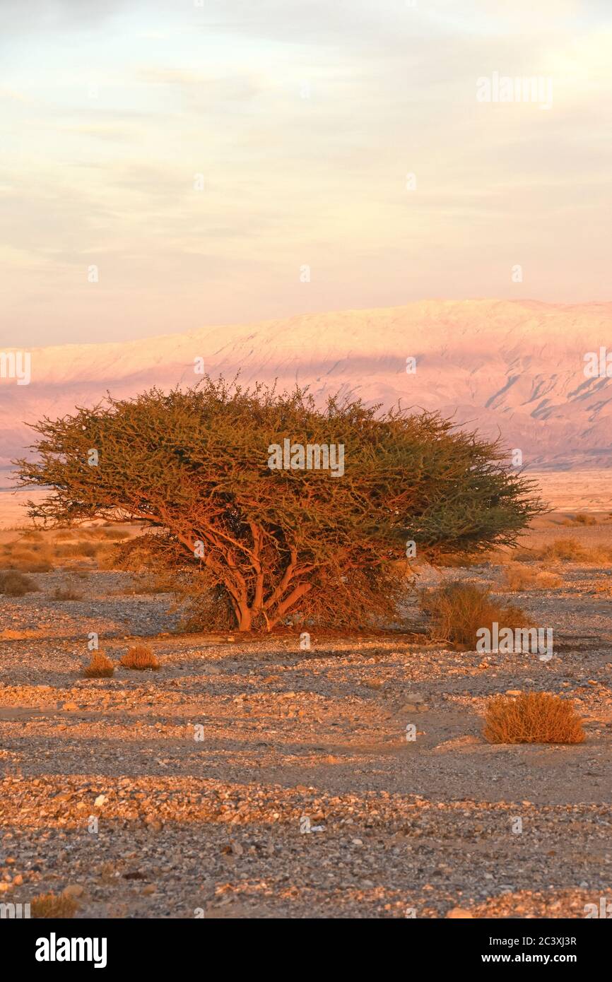Acacia tree in the desert Stock Photo - Alamy