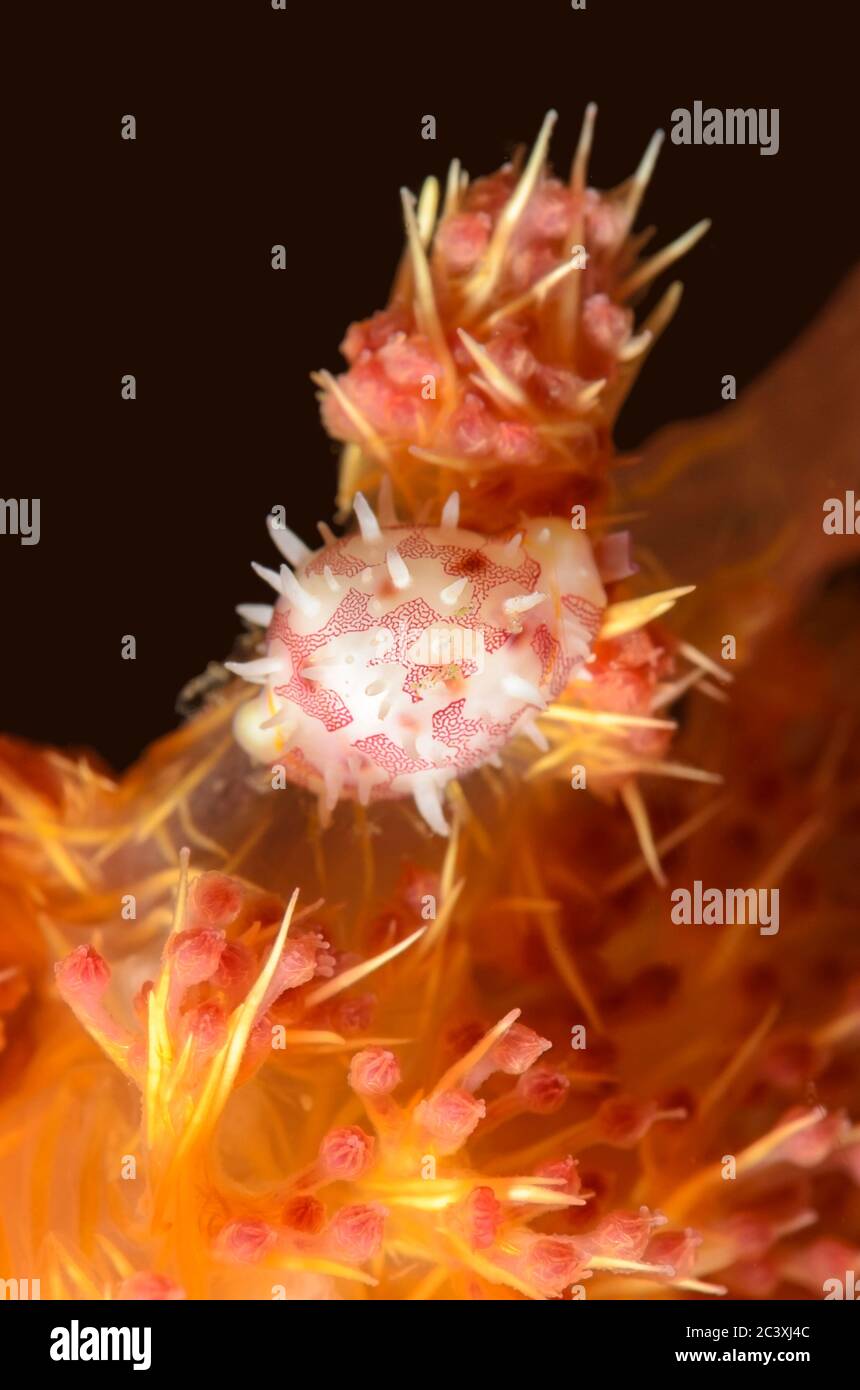 Ridged egg cowrie, Diminovula culmen, Lembeh Strait, North Sulawesi ...