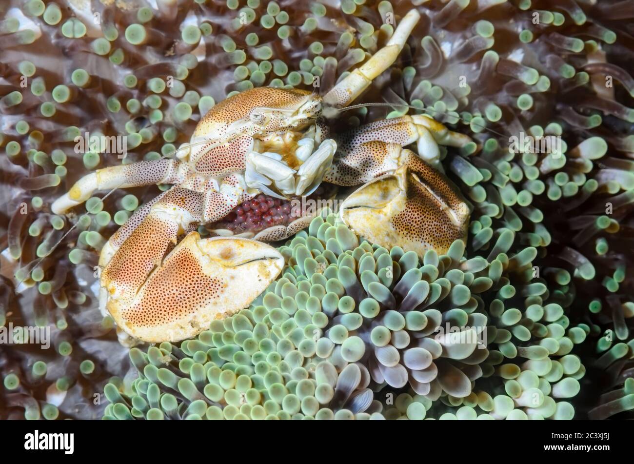 Porcelain crab and eggs hi-res stock photography and images - Alamy
