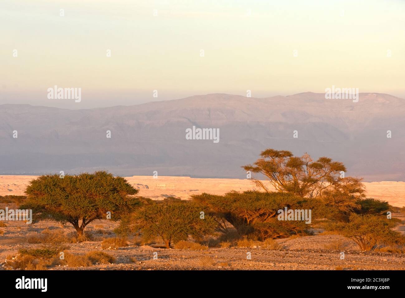 Acacia tree in the desert Stock Photo - Alamy