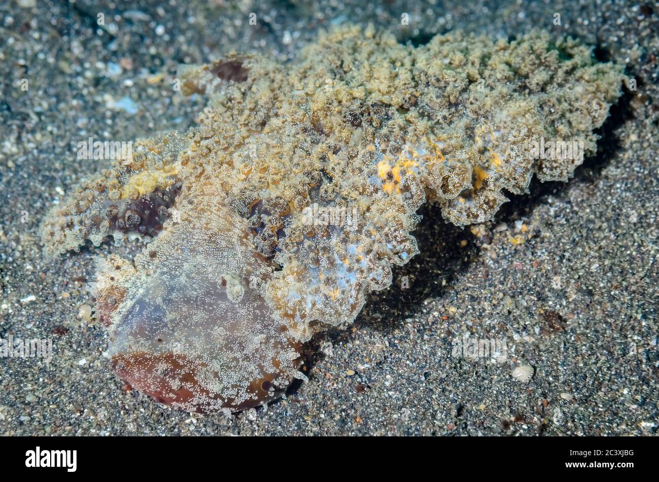 sea slug or nudibranch, Melibe viridis, Lembeh Strait, North Sulawesi ...