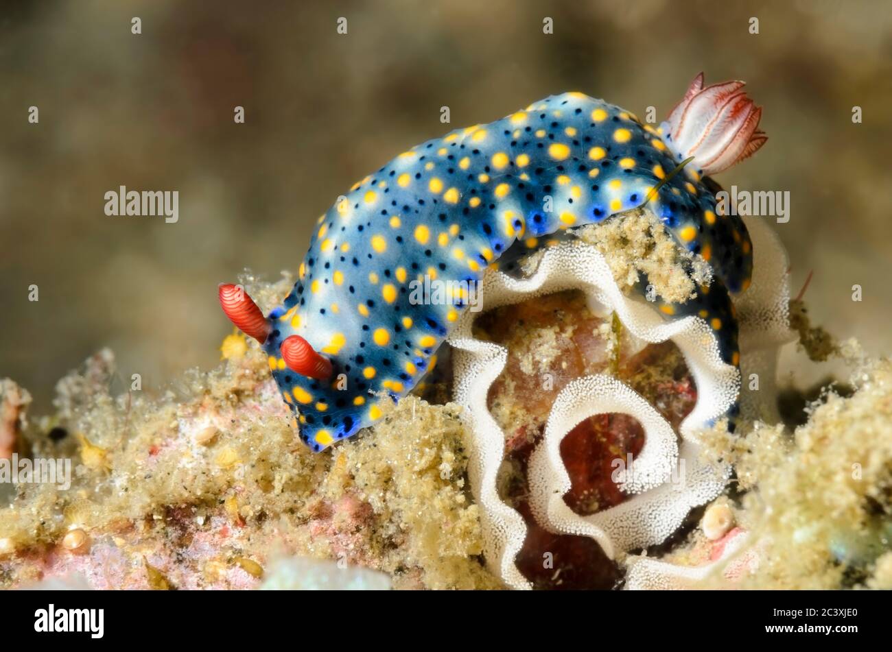 Slug eggs hi-res stock photography and images - Alamy