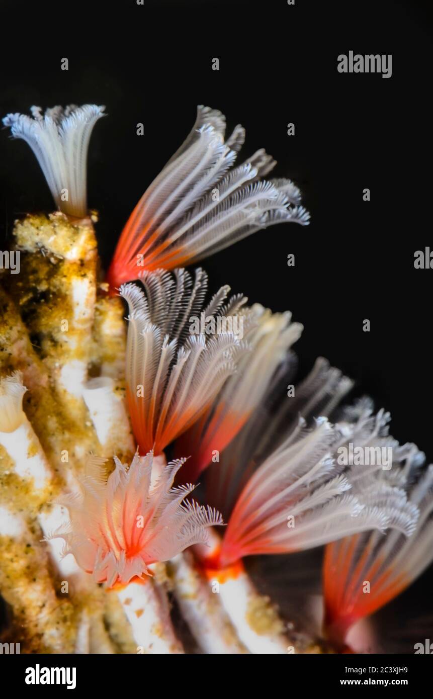 Red colonial tube worm hi-res stock photography and images - Alamy