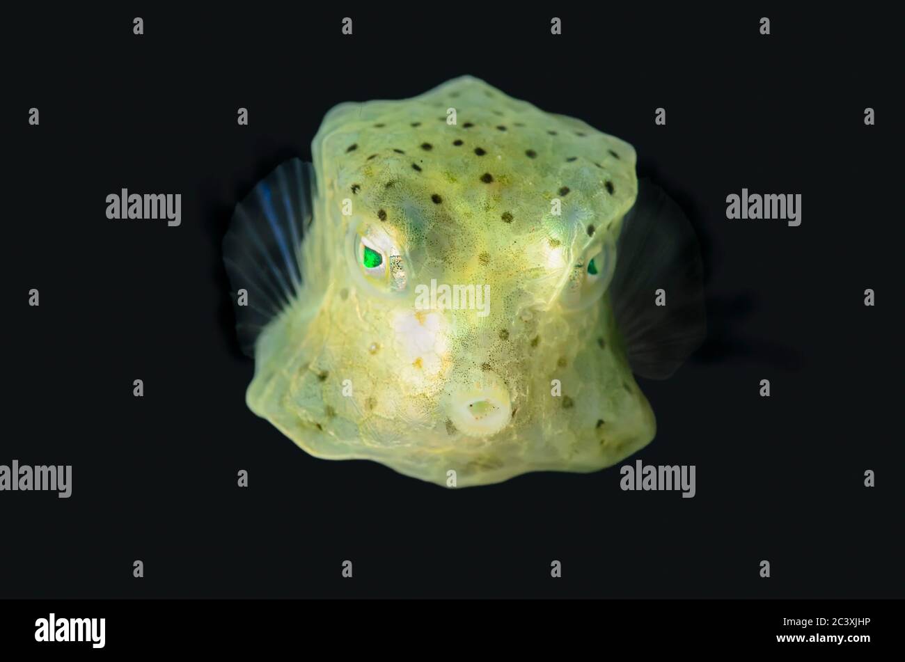 Yellow spotted boxfish hi-res stock photography and images - Alamy