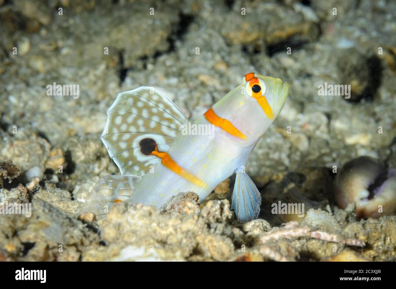 Randall's shrimp goby, Amblyelotris randalli, Lembeh Strait, North ...