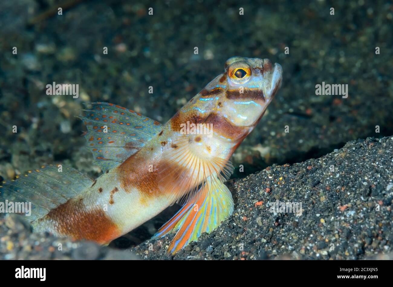 Finned red hi-res stock photography and images - Alamy