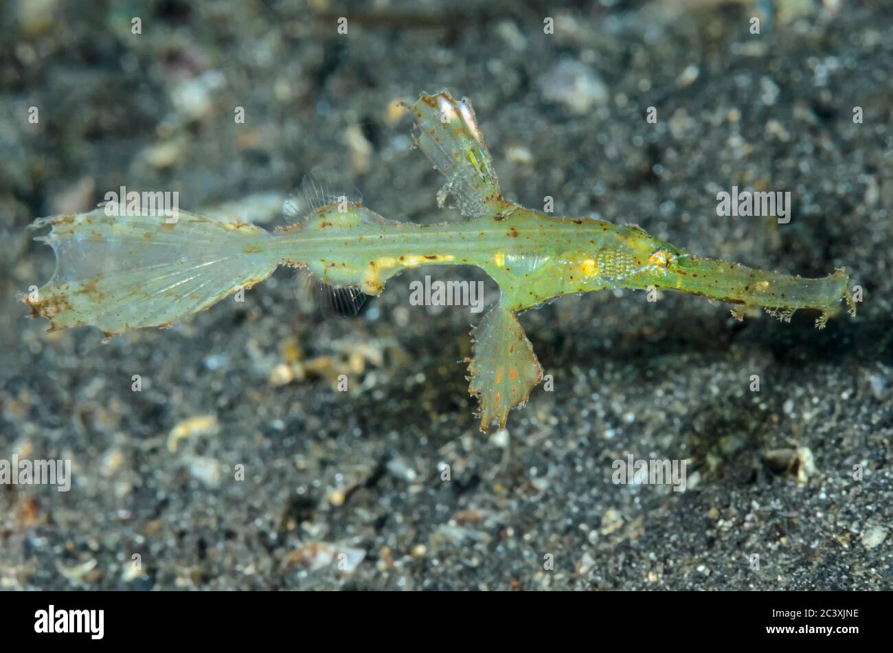 Robust Ghost Pipefish Solenostomus Cyanopterus High Resolution Stock ...