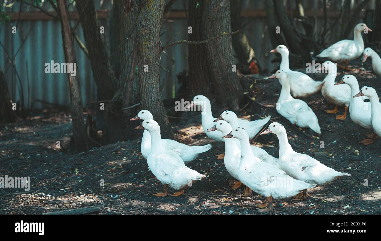 White ducks on the farm. Portrait of a white duck walking in a pen. A ...