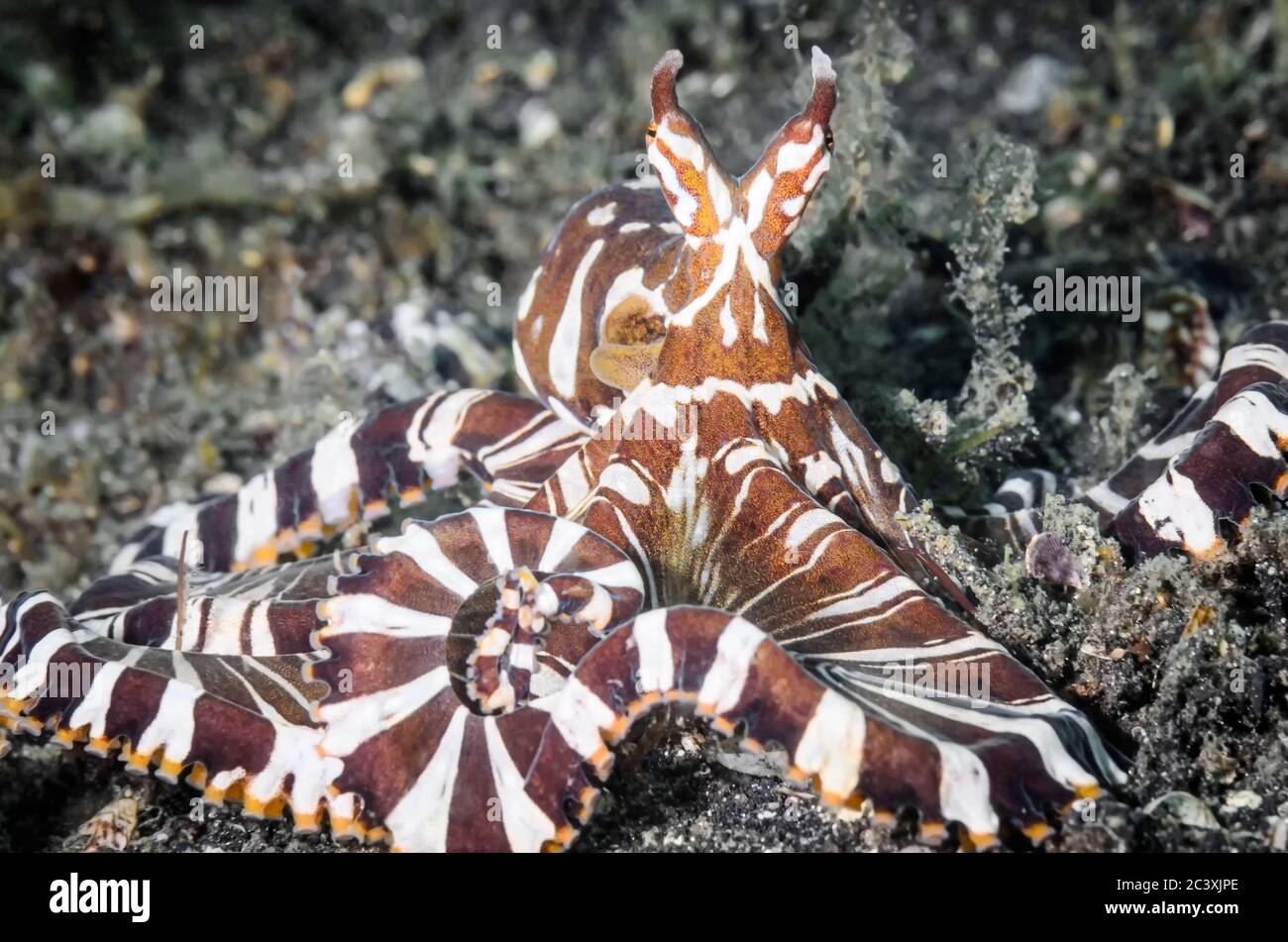 Wonderpus octopus, Wunderpus photogenicus, Lembeh Strait, North ...