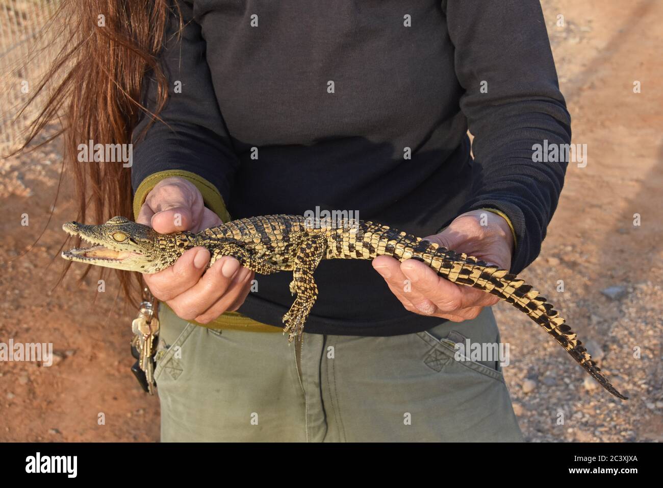 Baby Crocodile in hands Stock Photo - Alamy