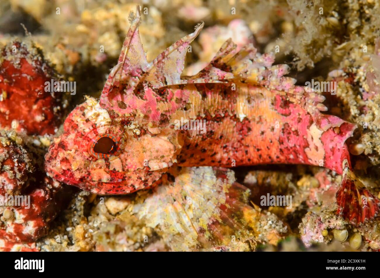 Longspine waspfish, Paracentropogon longispinnus, Lembeh Strait, North ...