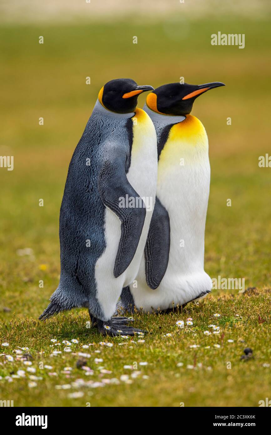 Interspecific Competition Animals