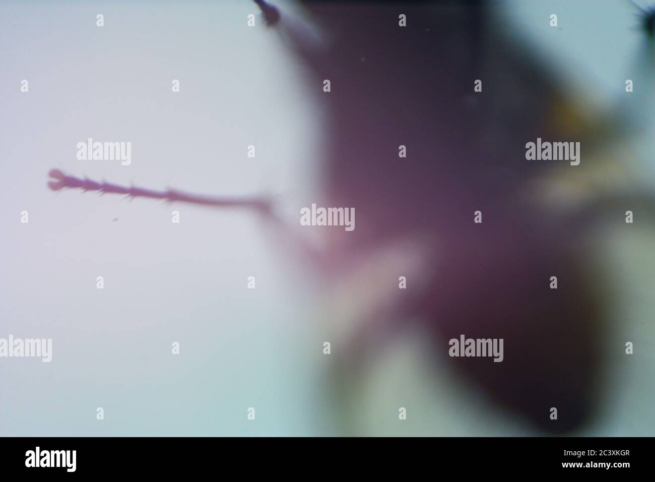 artistic dark macro slide detail of common fly blurred with intentional ...