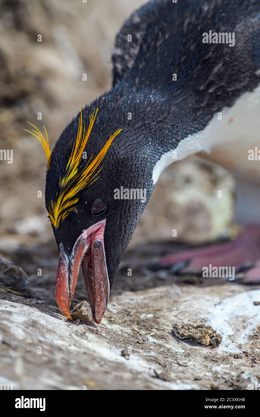 Penguin breeding ground hi-res stock photography and images - Alamy