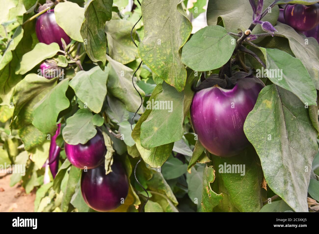 Eggplant harvesting field hi-res stock photography and images - Alamy