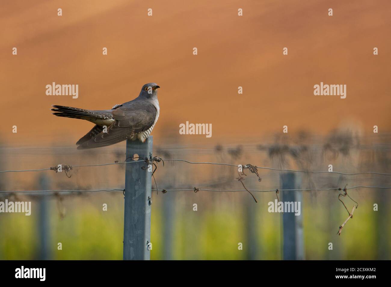 Cuculus canorus - Common Cuckoo in the fly, widespread summer migrant ...