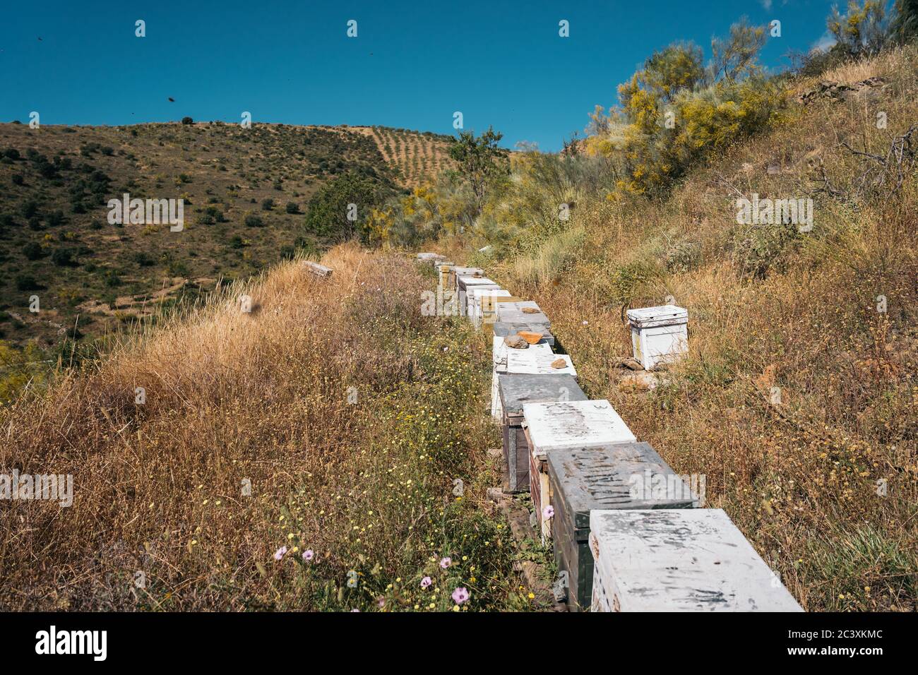 A row of bee hives in a field of flowers on mountain. Beekeeping ...