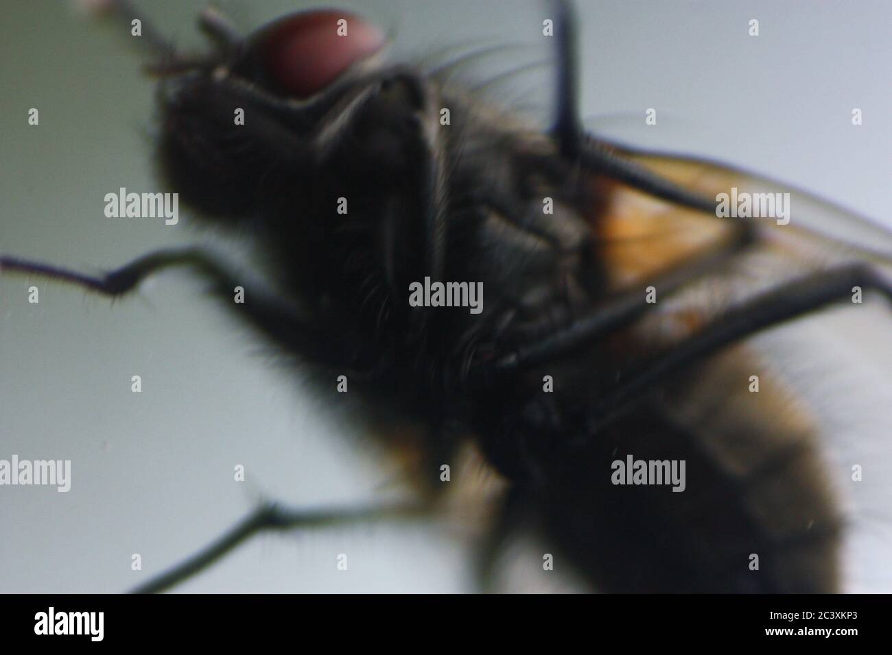 artistic dark macro slide detail of common fly blurred with intentional ...