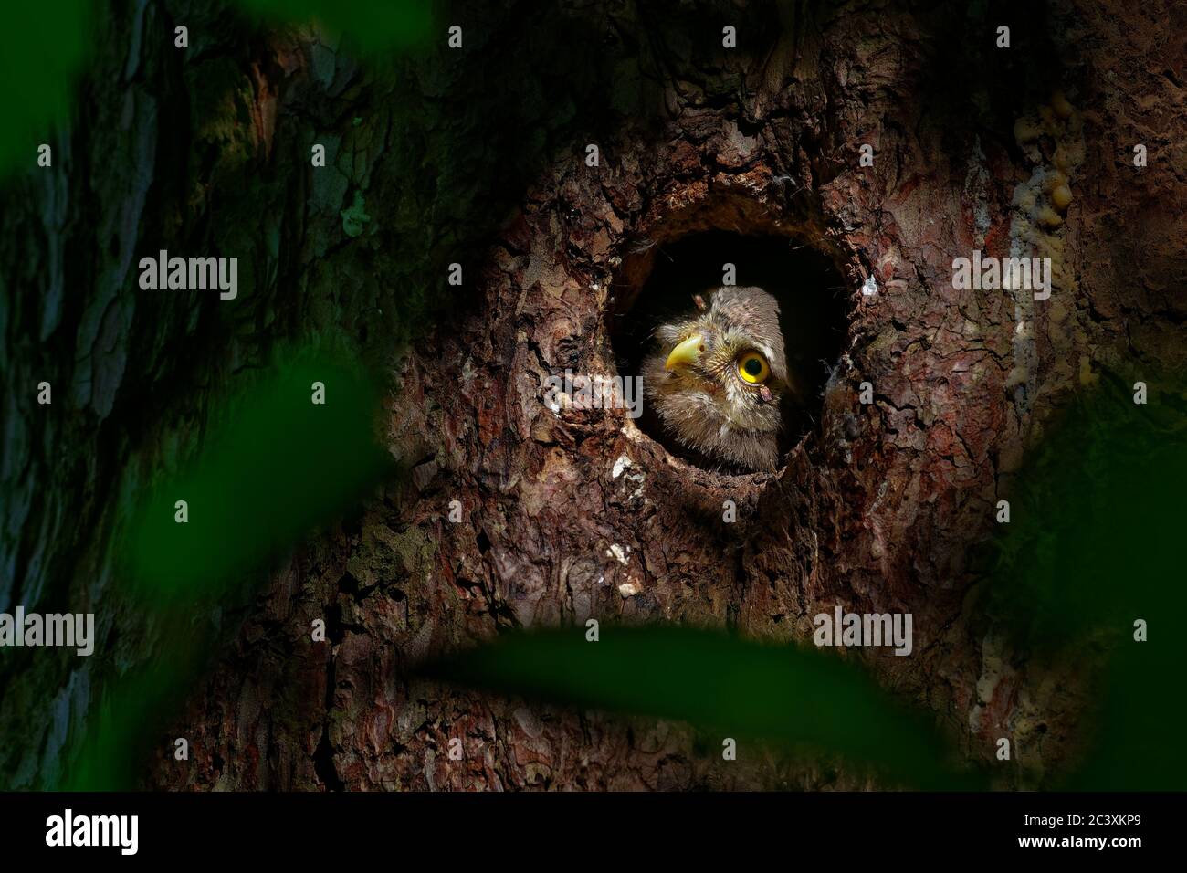 Little owl cleaning hi-res stock photography and images - Alamy