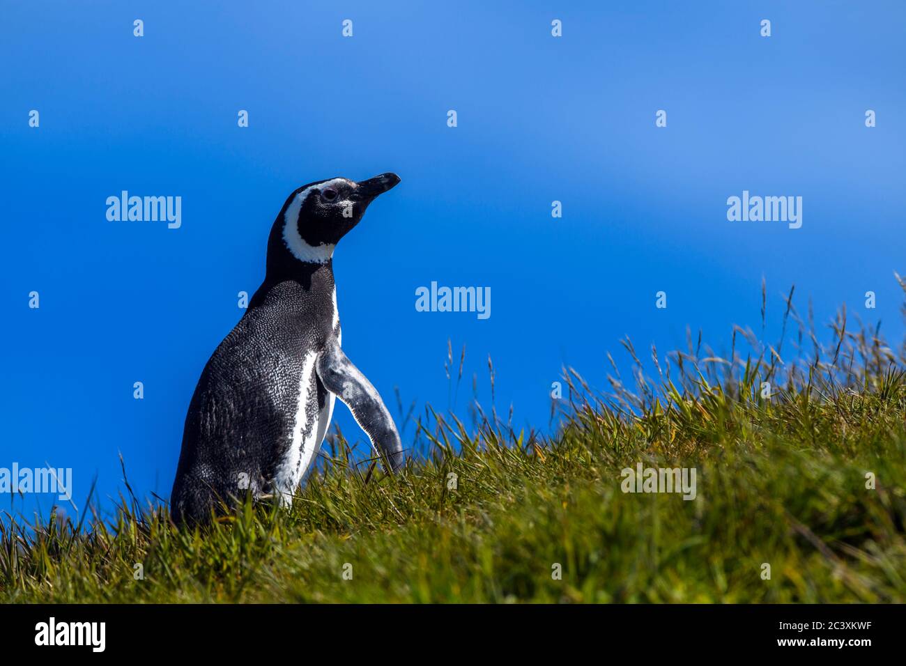 Magellanic penguin (Spheniscus magellanicus), Carcass Island, West ...