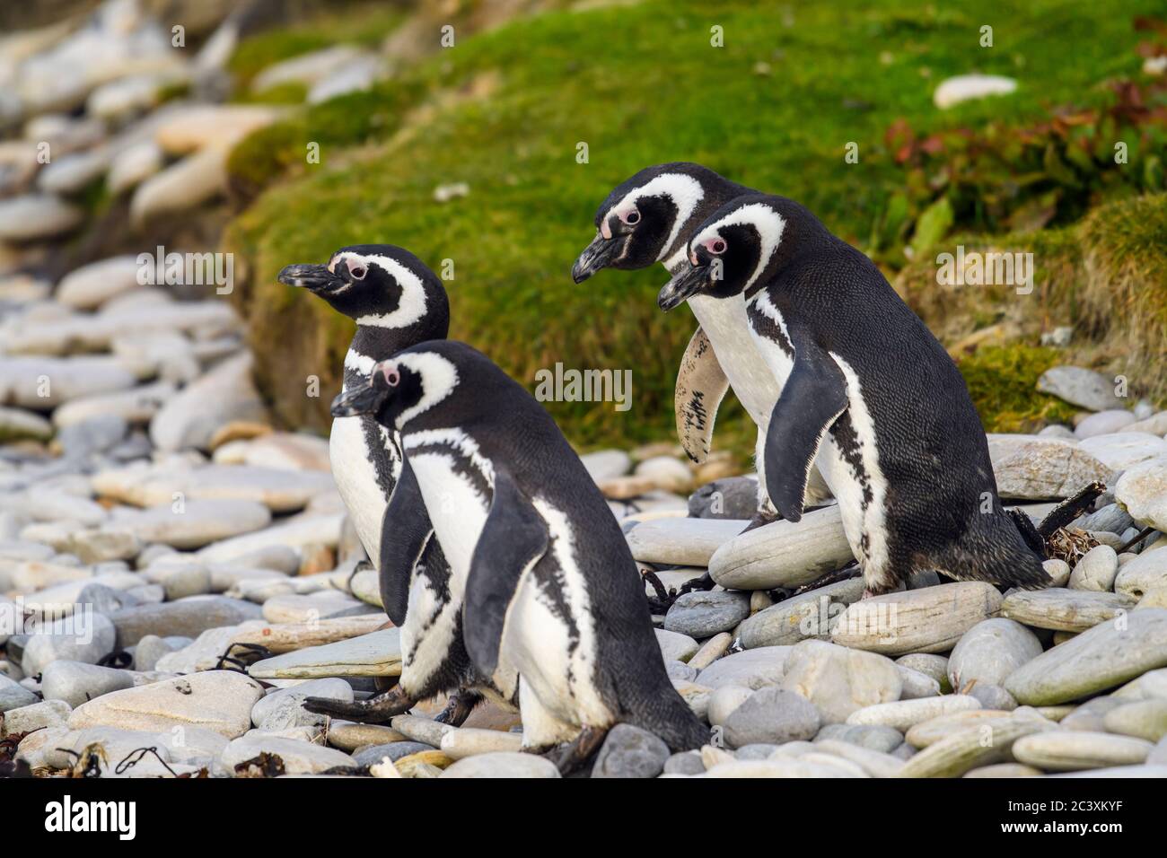 Magellanic penguin (Spheniscus magellanicus), Carcass Island, West ...