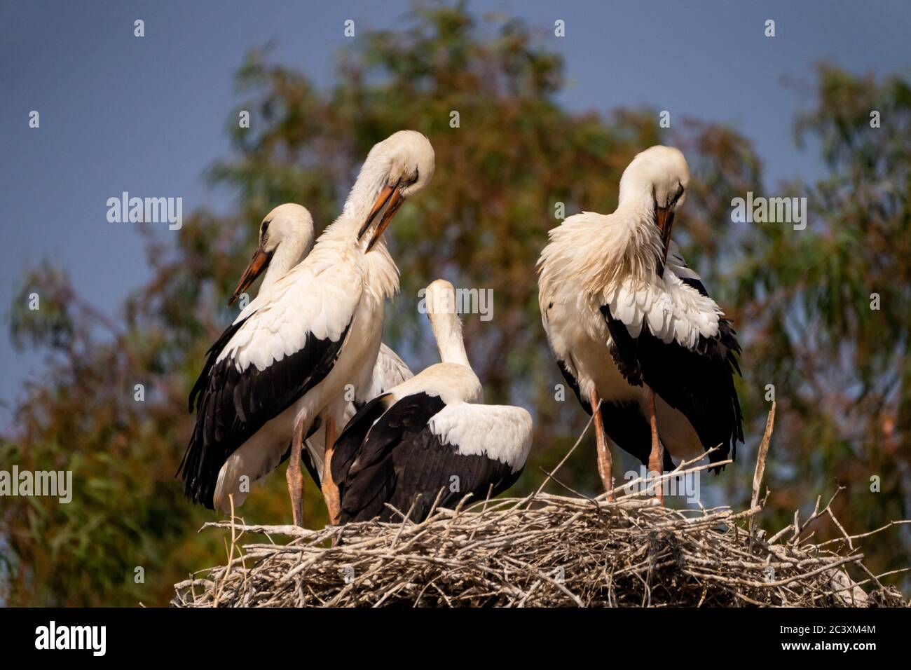 Stork fledgling hi-res stock photography and images - Alamy