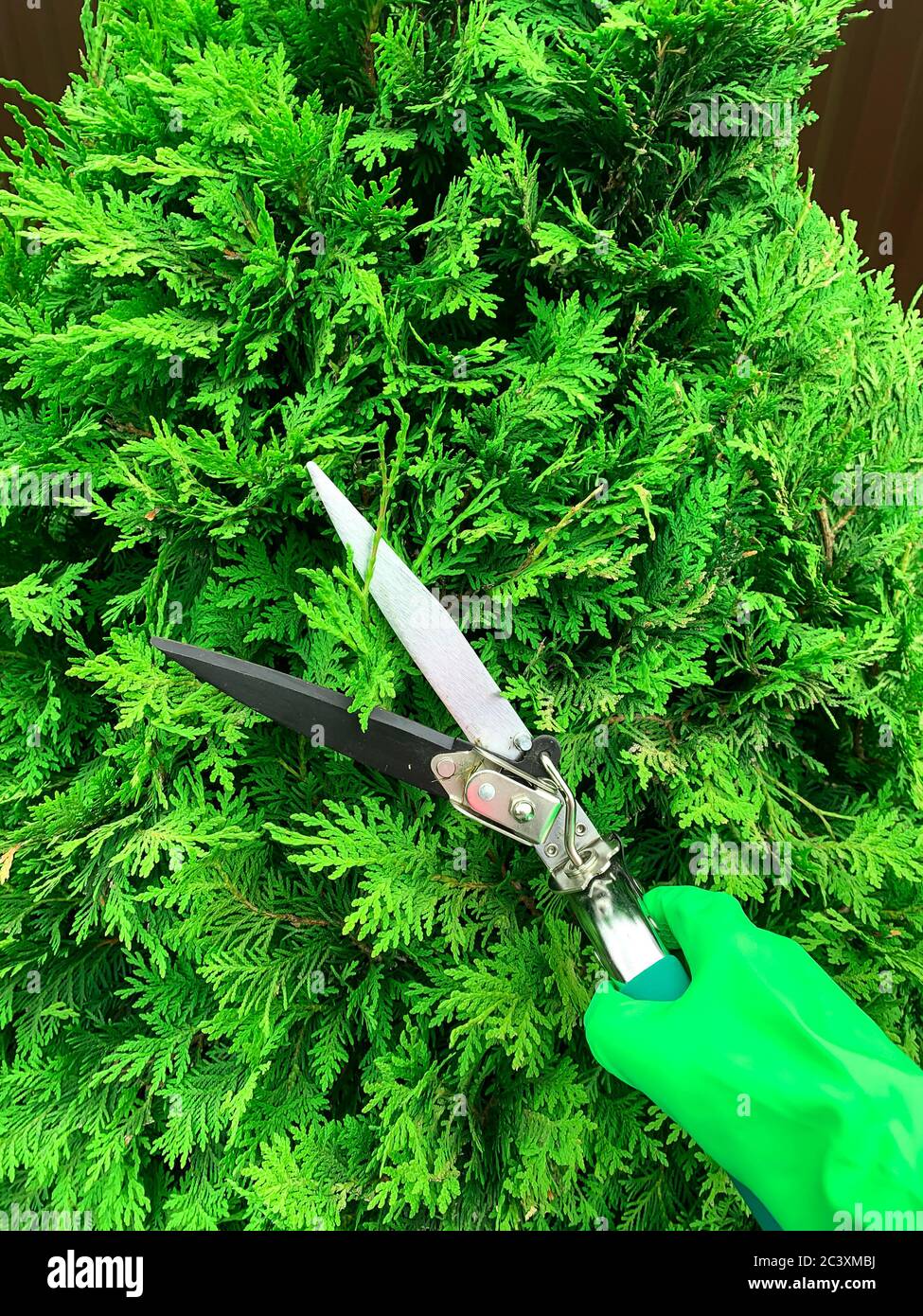 Cutting bushes in the garden hi-res stock photography and images - Alamy