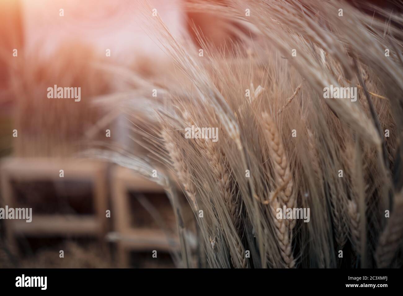 grown yellow wheat spikes at summer outdoors Stock Photo - Alamy