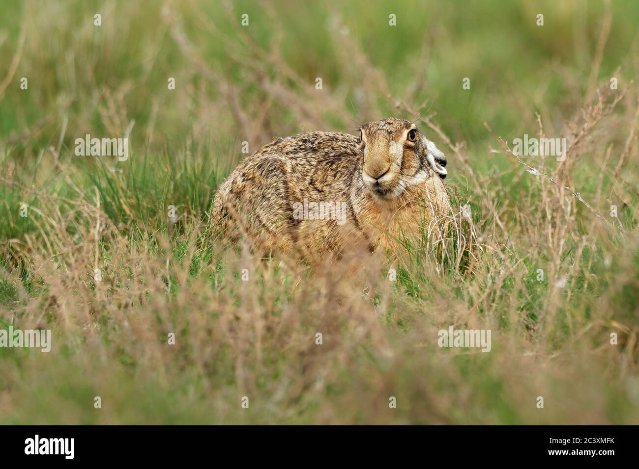 Brown Hare - Lepus europaeus, European hare, species of hare native to ...